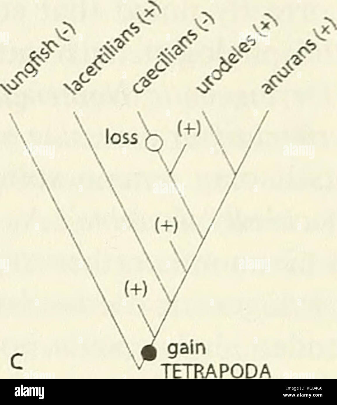 . The Bulletin of zoological nomenclature. Zoology. Figure 1 ...