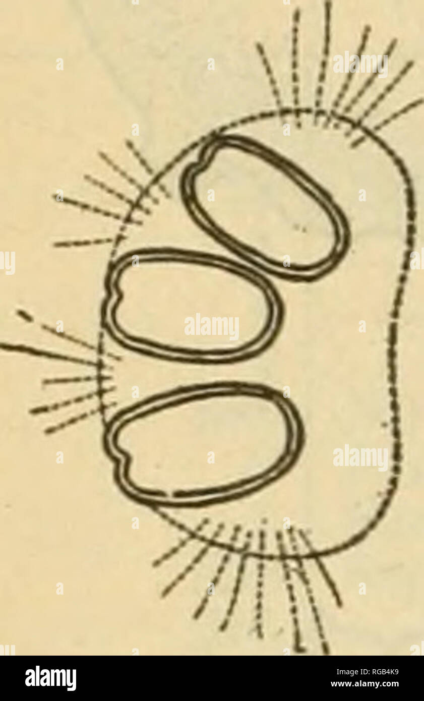 Terminal protuberance hi-res stock photography and images - Alamy