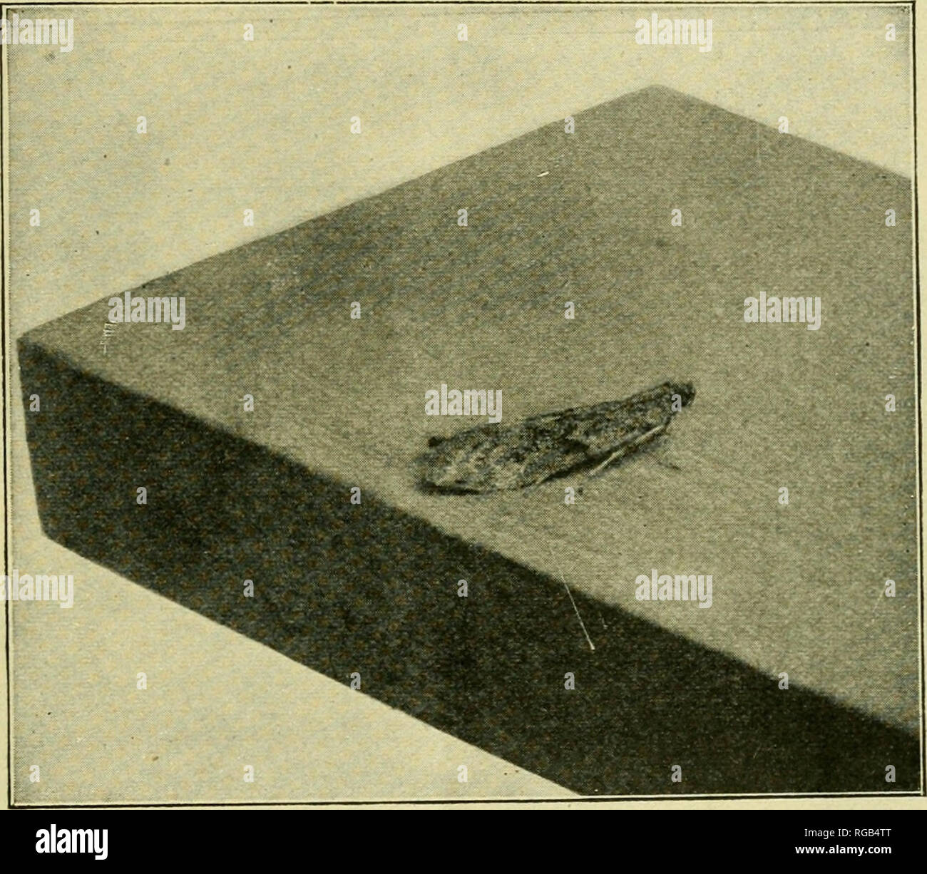 Miller moths hi-res stock photography and images - Alamy