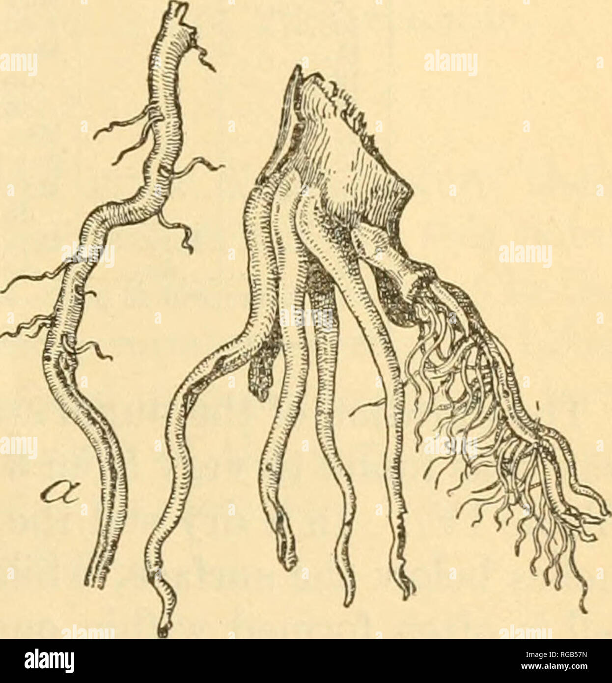 Root feeding beetle hi-res stock photography and images - Alamy