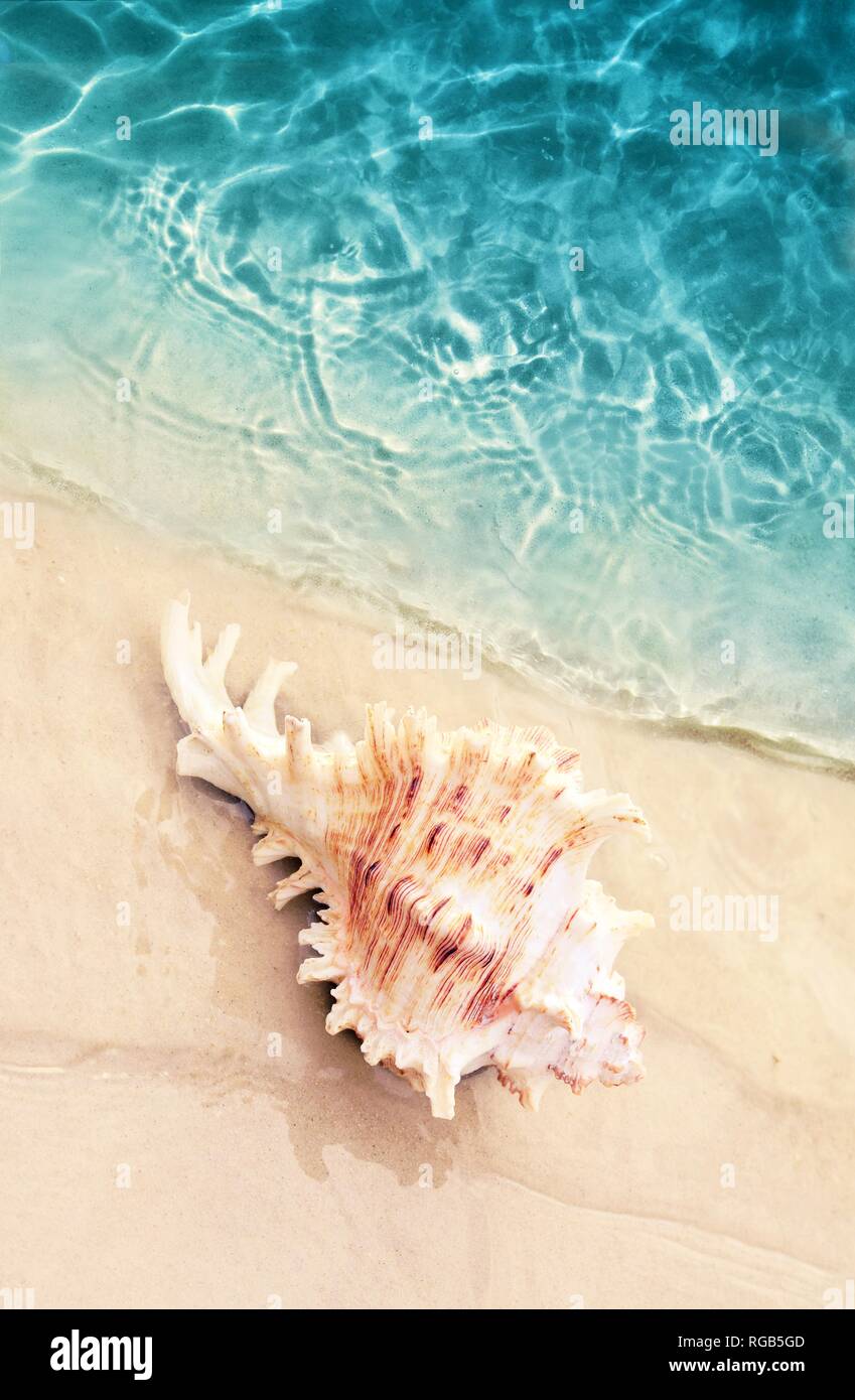Seashell on the summer beach and sea water. Summer background. Summer ...