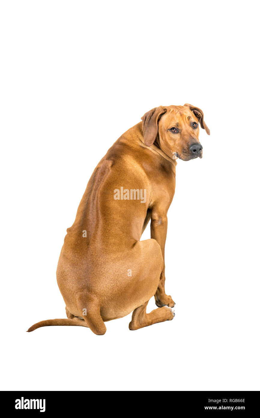 Portrait of a Rhodesian Ridgeback dog isolated on a white background ...