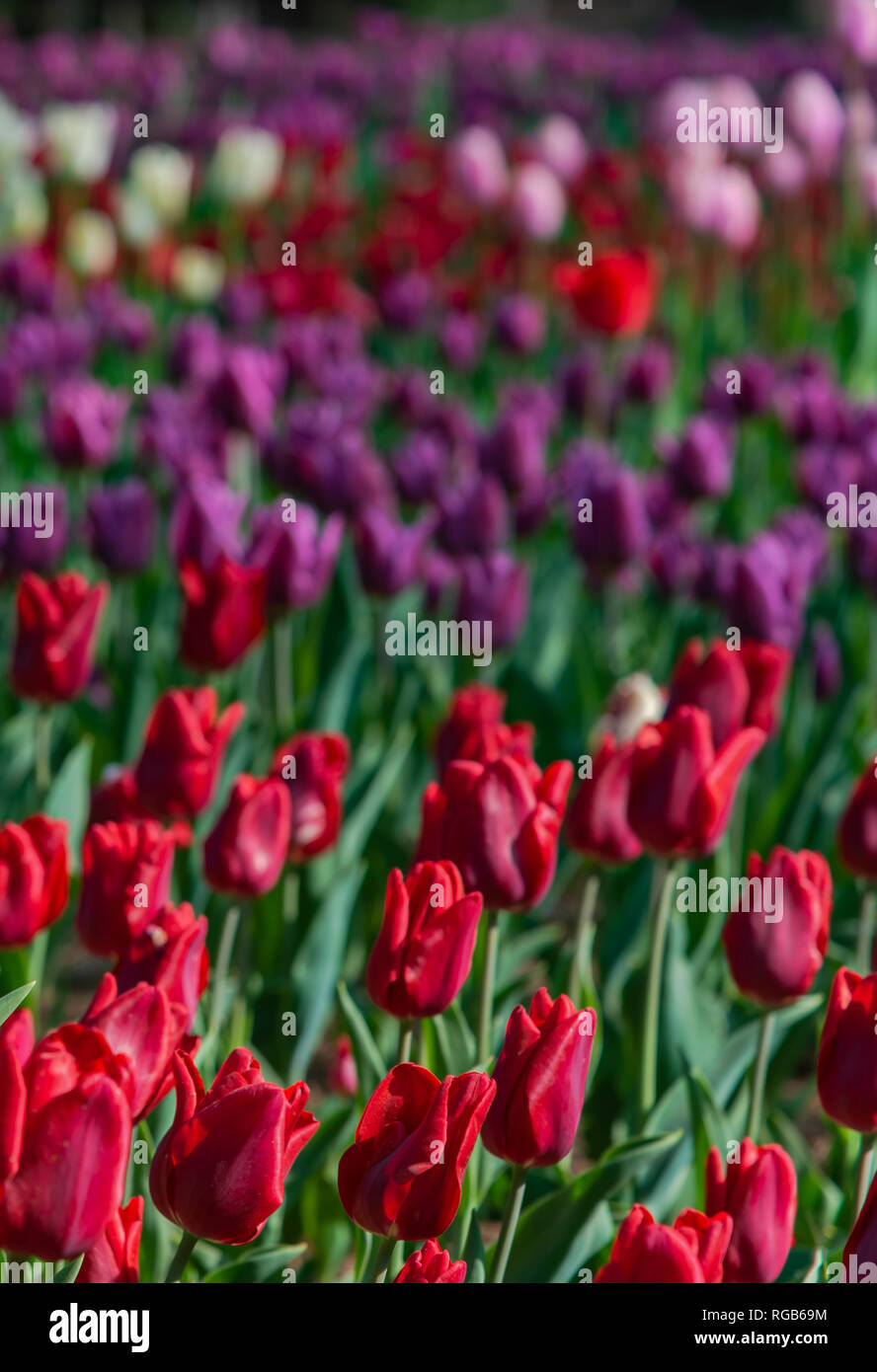 Colorful Tulip flower fields in springtime morning Stock Photo - Alamy