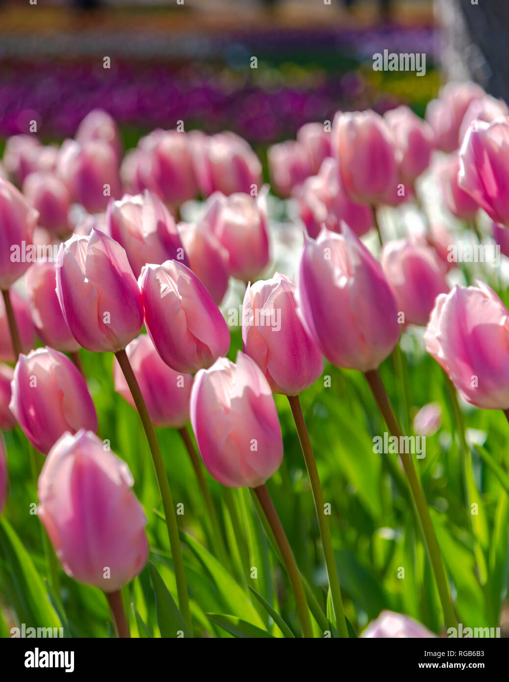 Colorful Tulip flower fields in springtime morning Stock Photo - Alamy