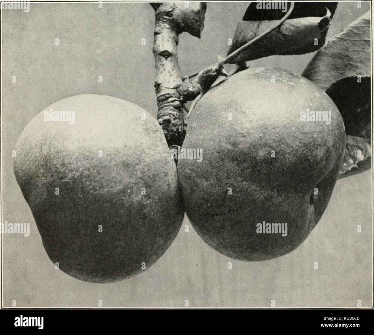 . Bulletin of the U.S. Department of Agriculture. Agriculture ...