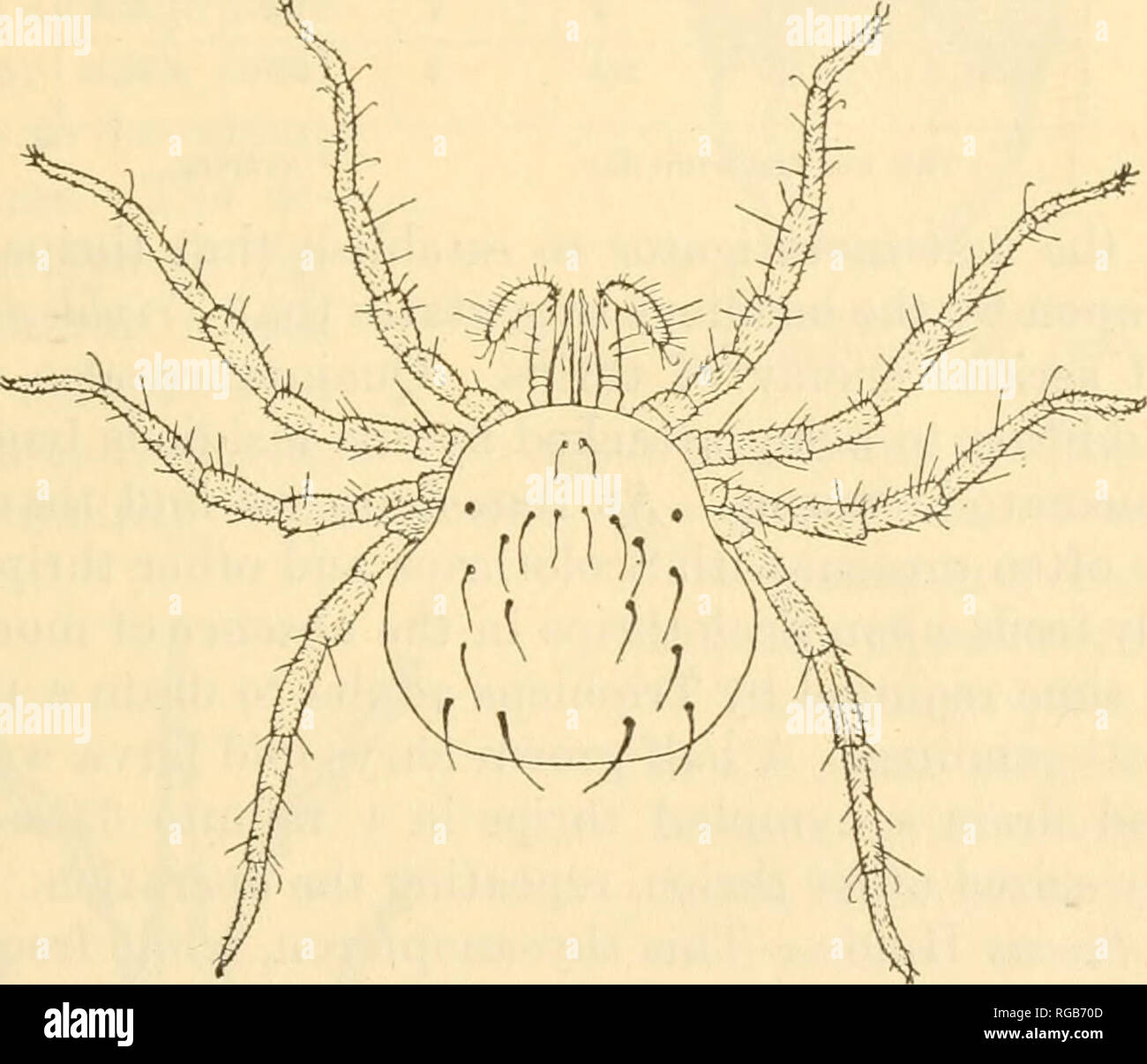 Predatory mite hi-res stock photography and images - Alamy