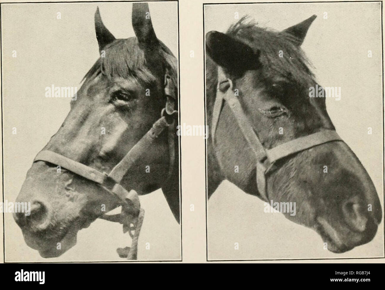 Glanders hi-res stock photography and images - Alamy