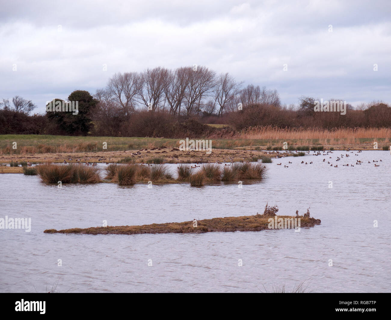Boyton and Hollesley Marshes, RSPB reserve, Suffolk, January 2019 Stock ...