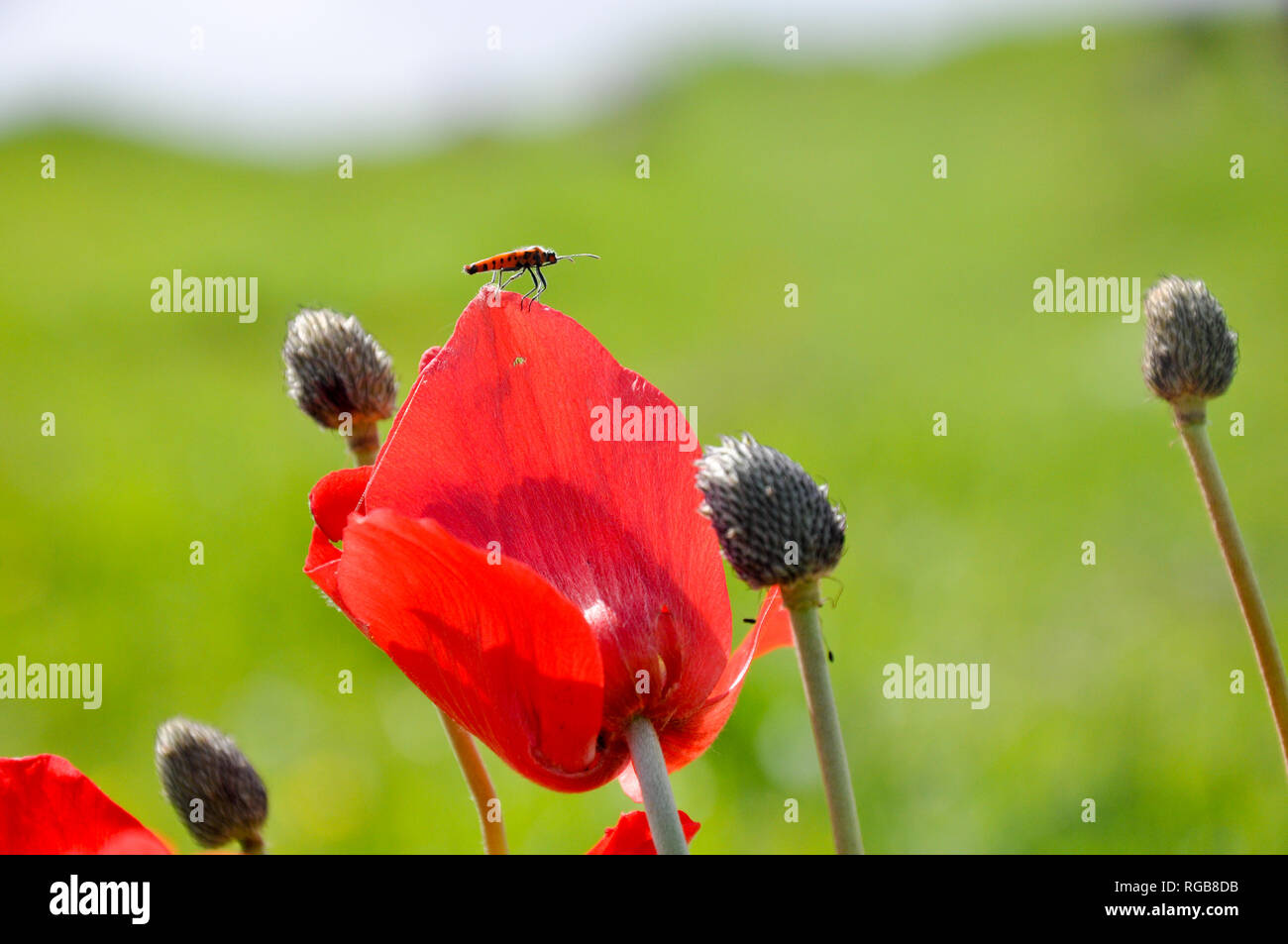 Red on Red Stock Photo - Alamy
