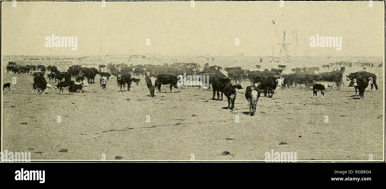 Overgrazed range hi-res stock photography and images - Alamy