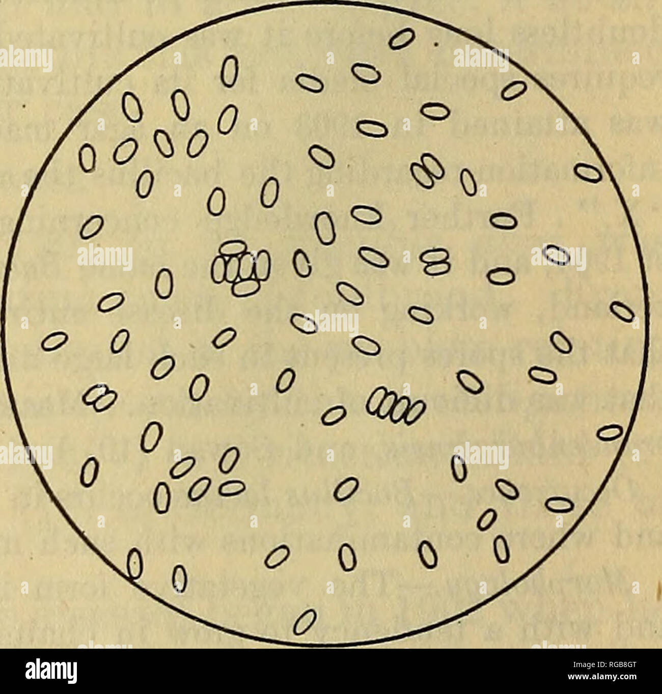 Bacterial Spore Formation