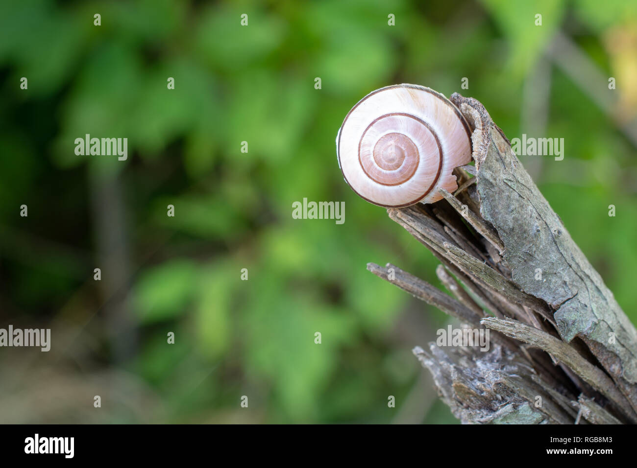 Dead snail shell hi-res stock photography and images - Alamy