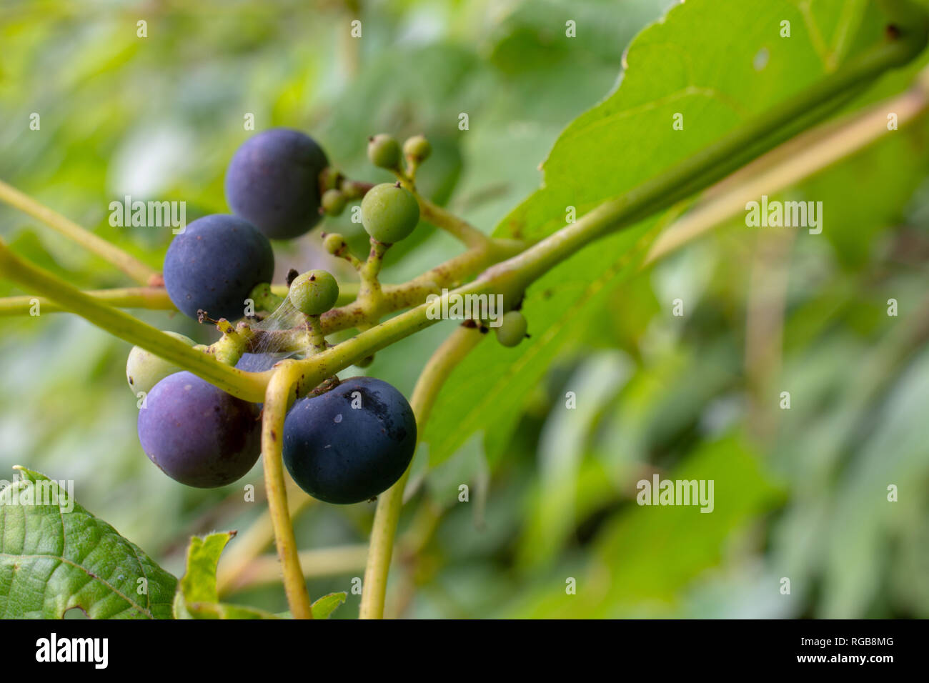 A wild blue berry vine with ripe dark blue purple fruit and green leaves Stock Photo - Alamy