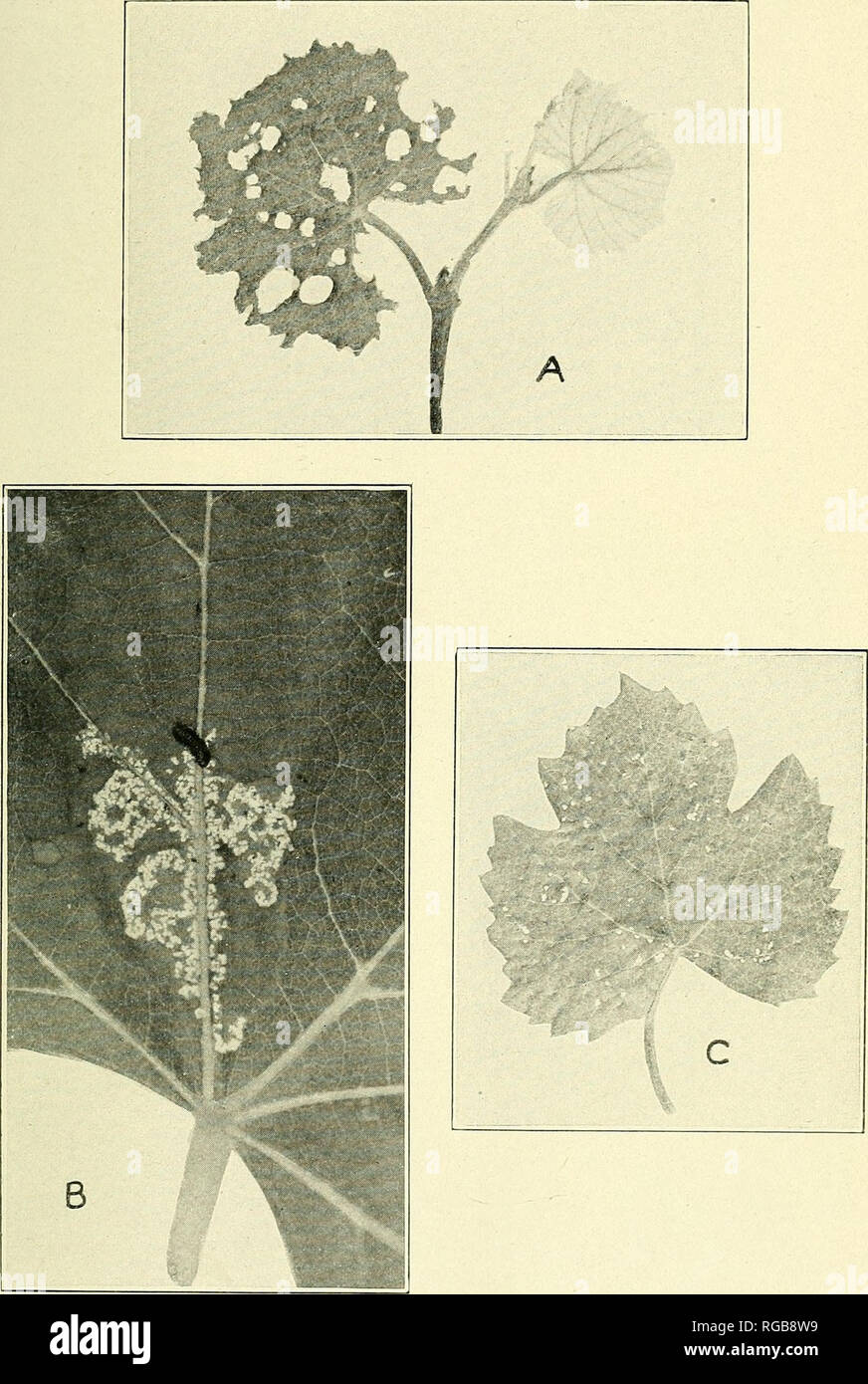 . Bulletin of the U.S. Department of Agriculture. Agriculture ...