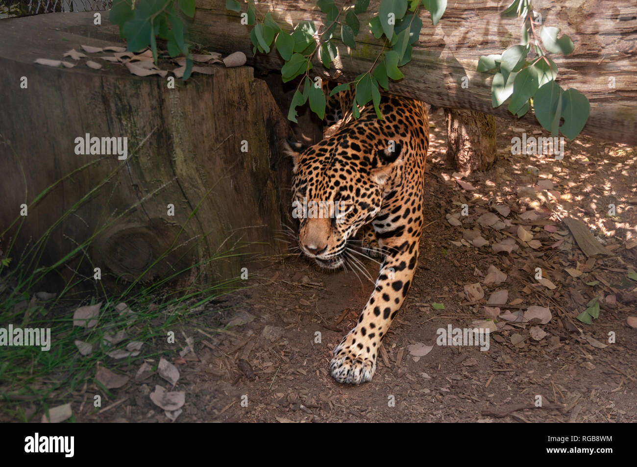 leopard, Panthera pardus kotiya, big spotted cat Stock Photo - Alamy