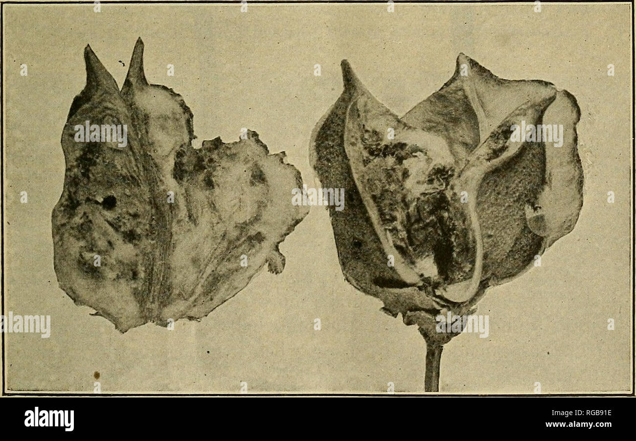 Pink bollworm larva hi-res stock photography and images - Alamy