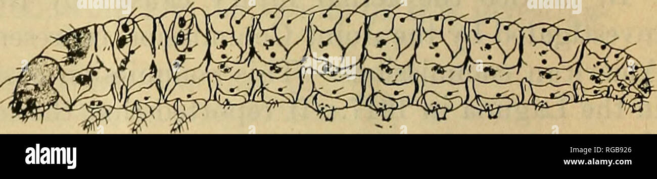 Pink Bollworm Larva Stock Photos & Pink Bollworm Larva Stock Images - Alamy