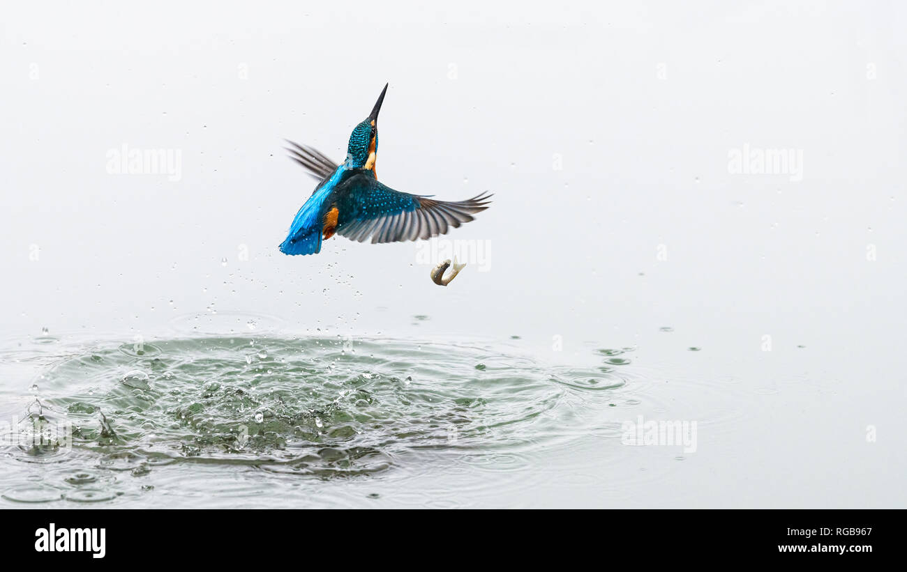 Prize catch fish hi-res stock photography and images - Alamy