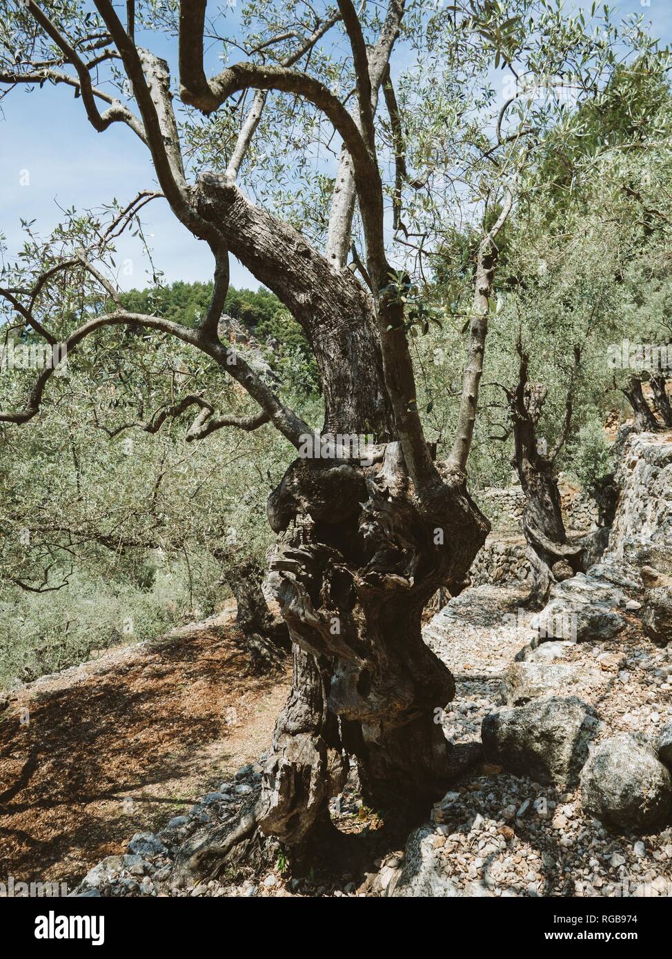 Old olive tree in the agricultural fields plantation in the mountains ...