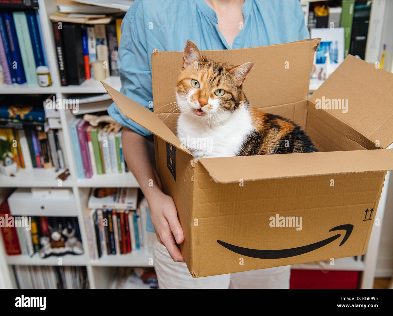 Amazon box cat hi-res stock photography and images - Alamy