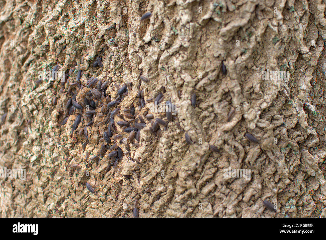 Woodlouse woodlice oniscidea hi-res stock photography and images - Alamy