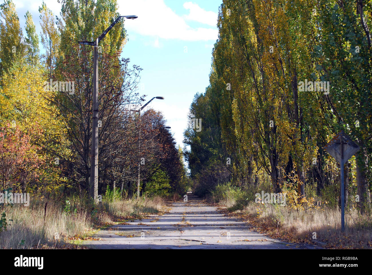 Red Forest Ukraine Chernobyl Stock Photos & Red Forest Ukraine ...