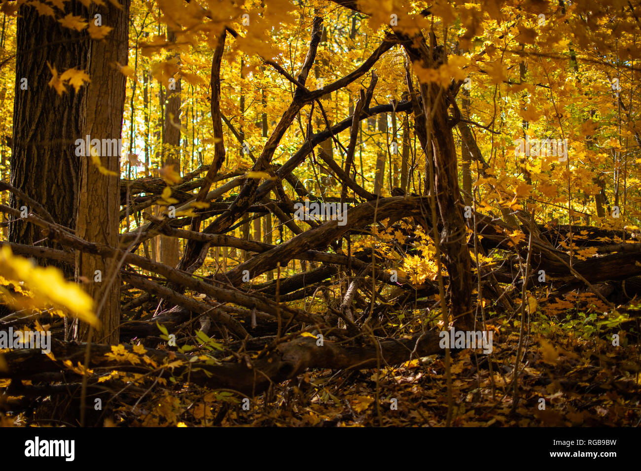 A dead tree that has fallen a long time ago in the forest seen on a ...