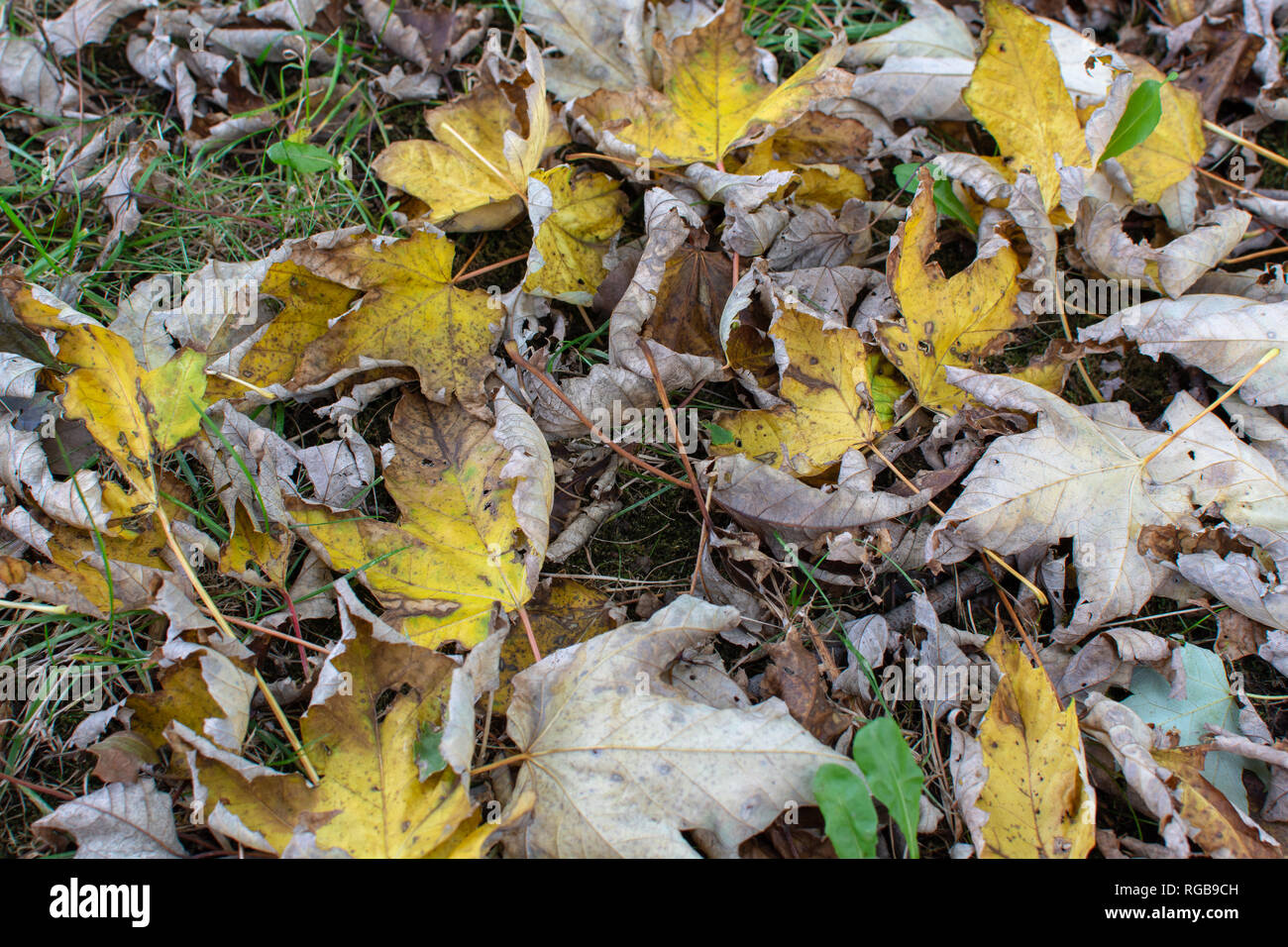 Field maples tree garden hi-res stock photography and images - Alamy