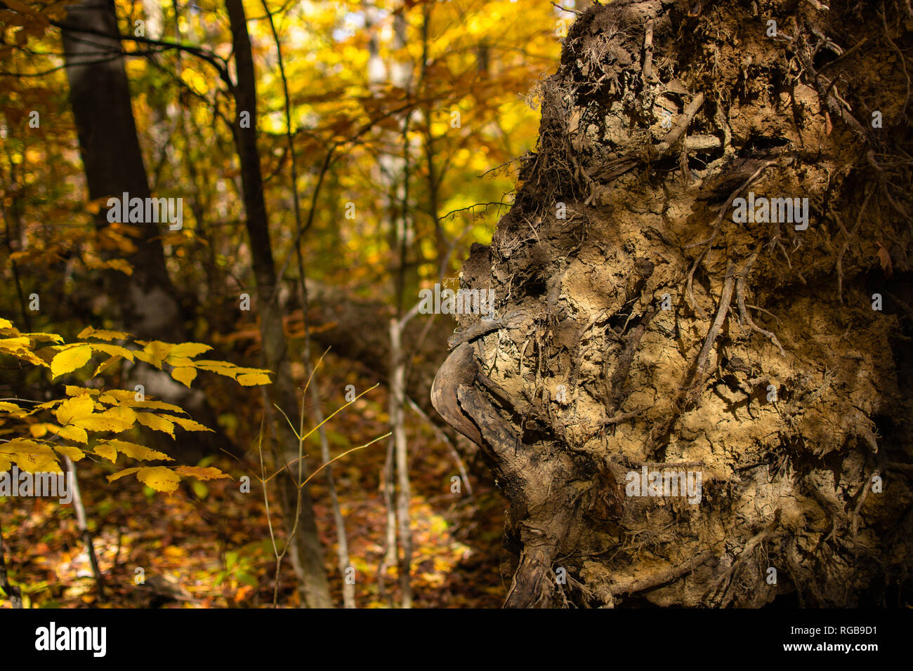 Tree roots on a wall hi-res stock photography and images - Alamy