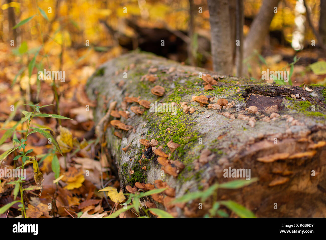 A decaying log with brown fungis and green moss laying on the forest ...