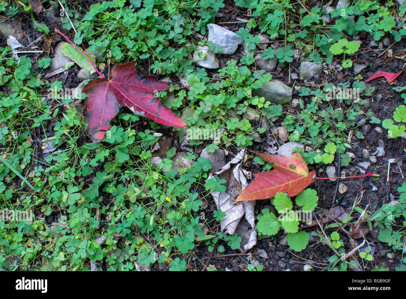 Stoney ground garden hi-res stock photography and images - Alamy