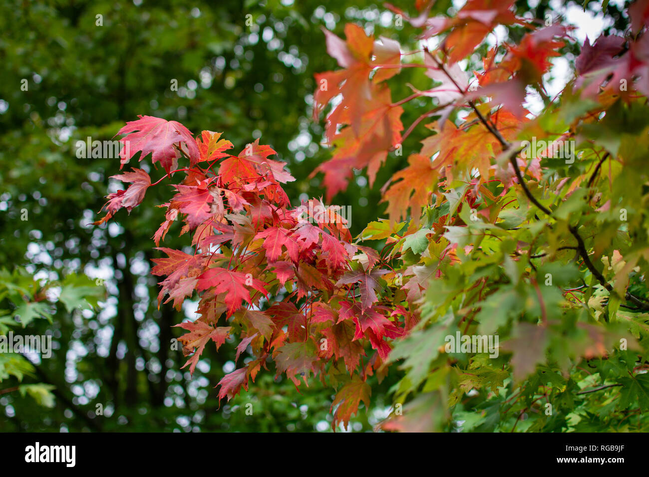 Maple tree turning color hi-res stock photography and images - Alamy