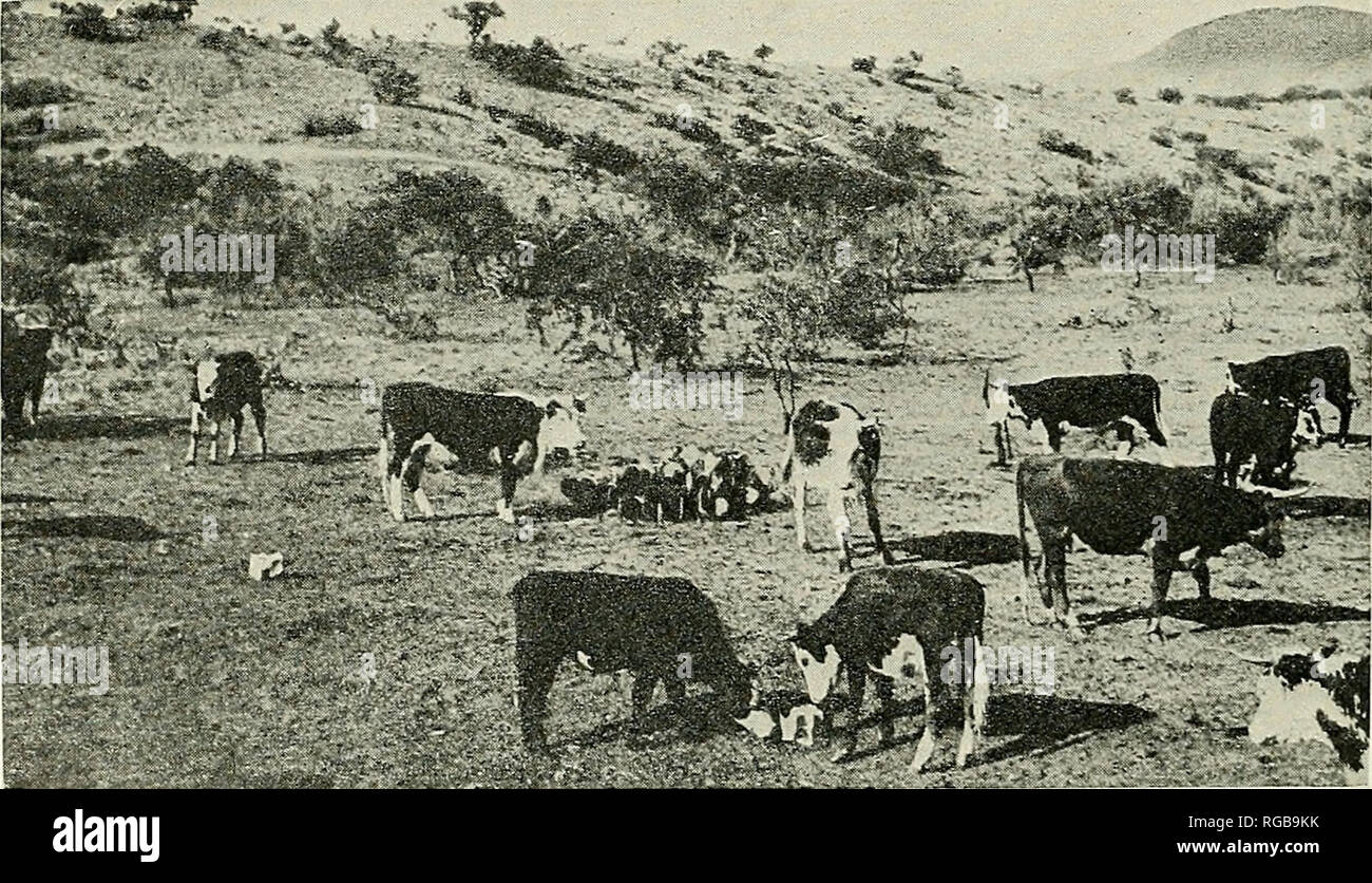 Salt block cattle hi-res stock photography and images - Alamy