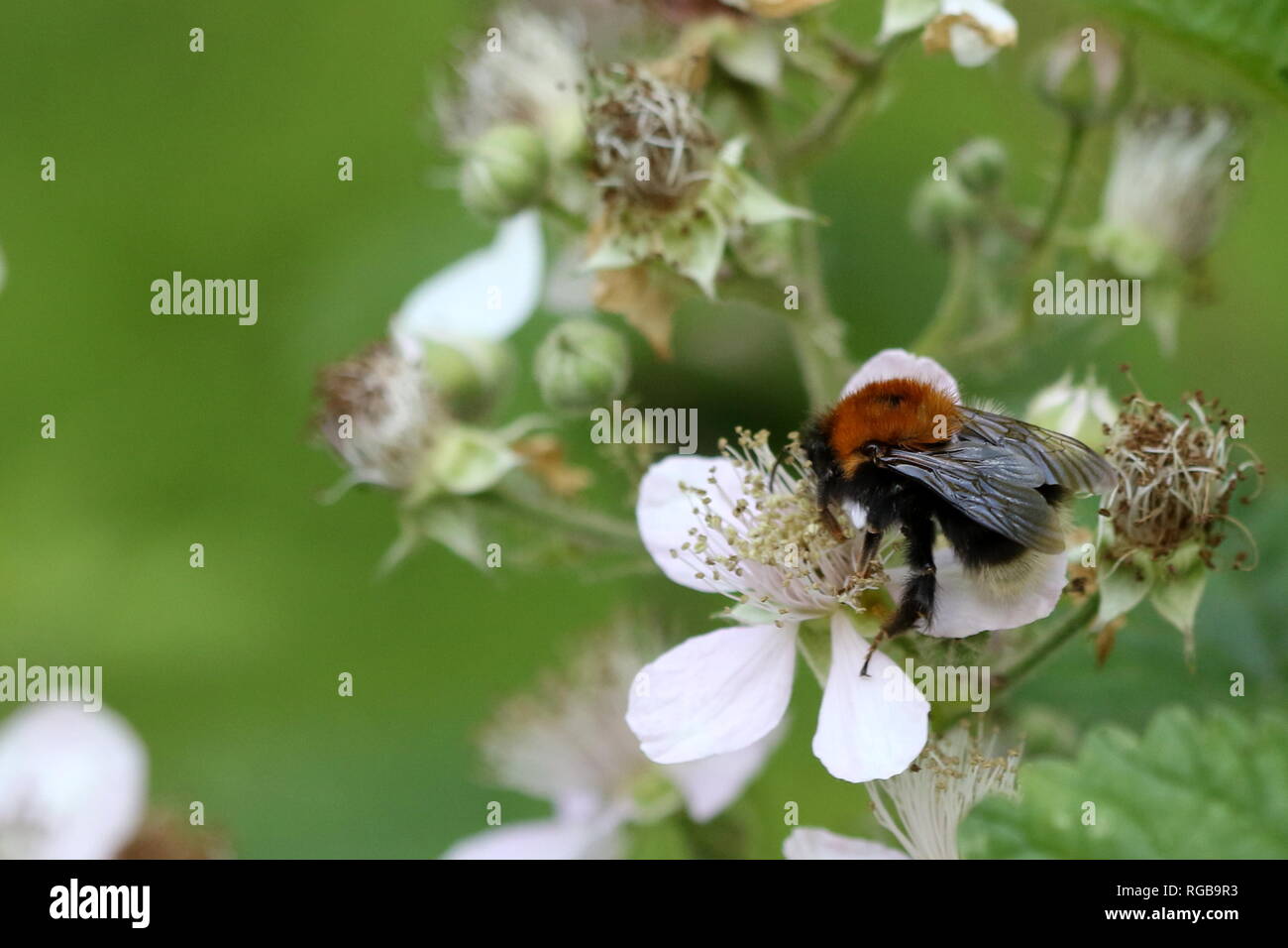 Tree Bumblebee 'Bombus hypnorum' Stock Photo - Alamy