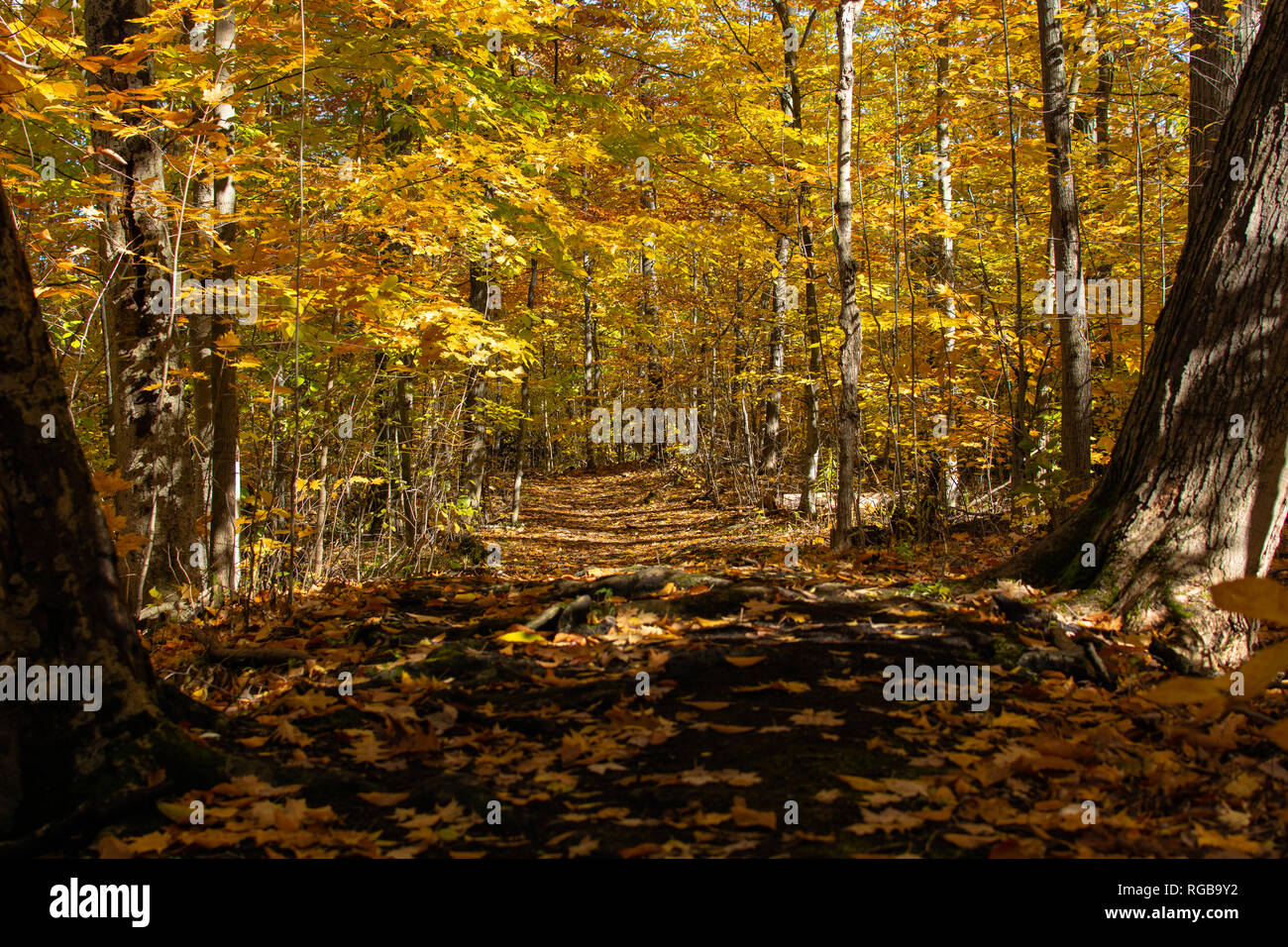 Tree roots on nature trail hi-res stock photography and images - Alamy