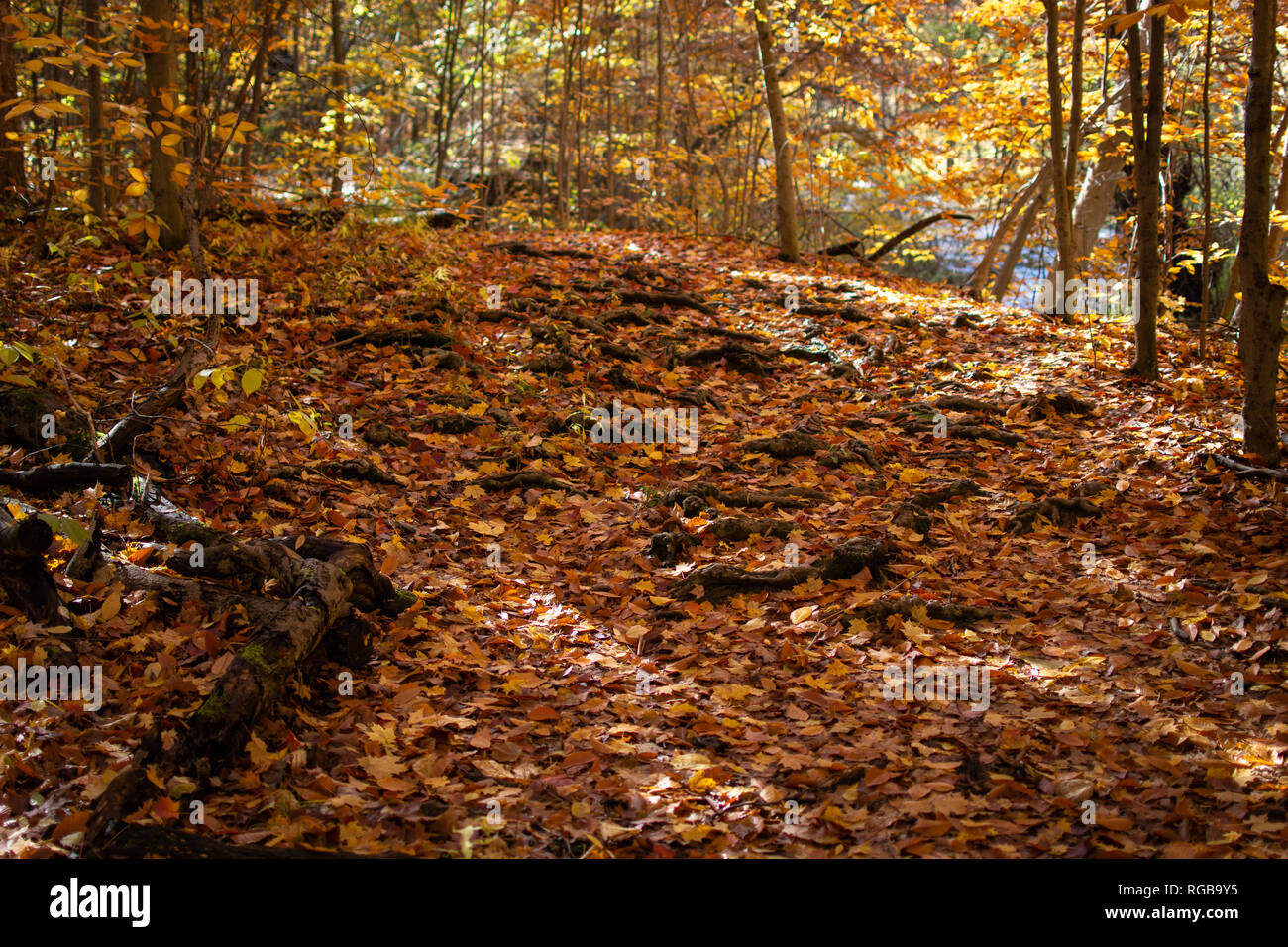 Tree roots leading up a hill covered with orange leaves seen during a ...