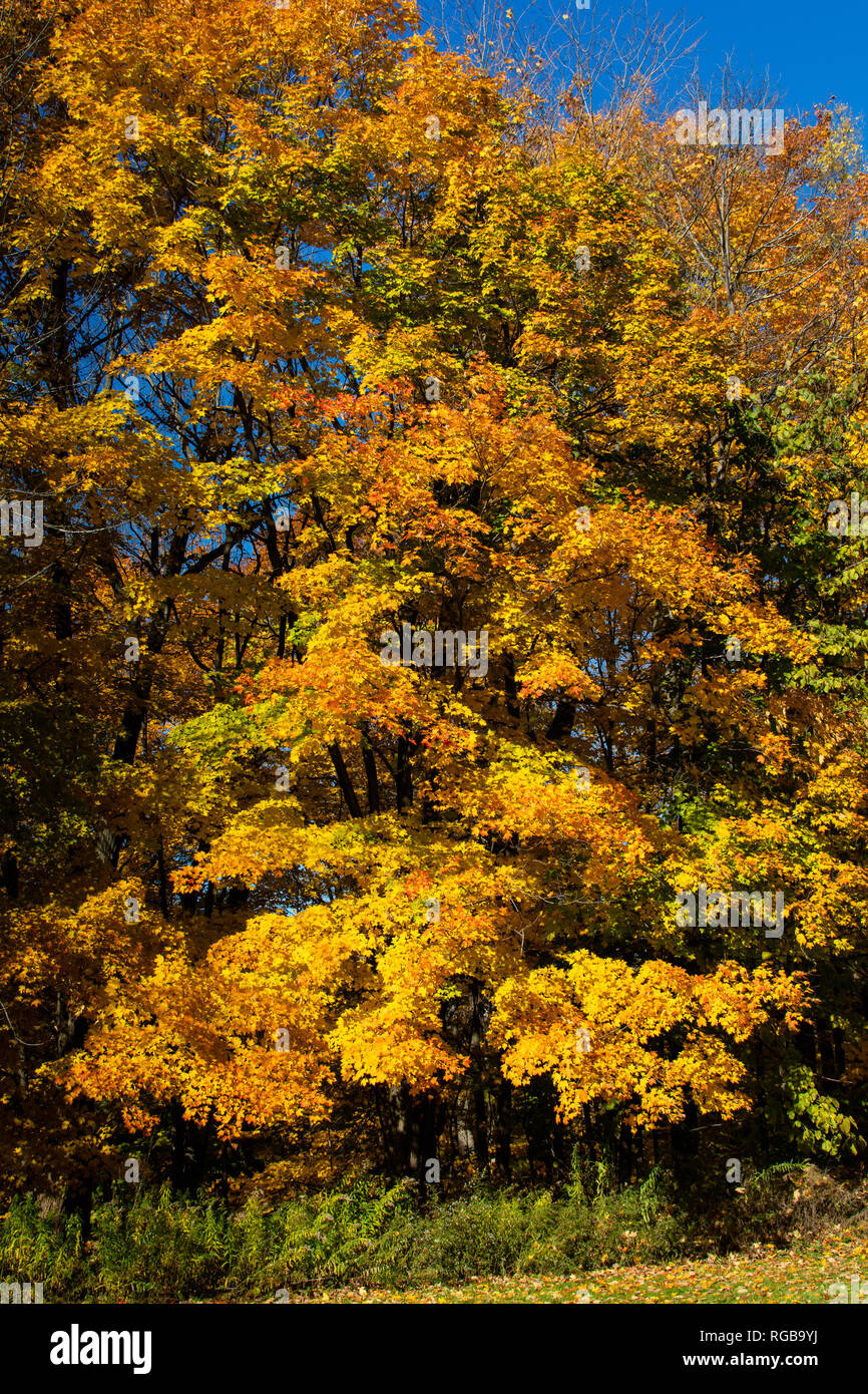 Woodline hi-res stock photography and images - Alamy
