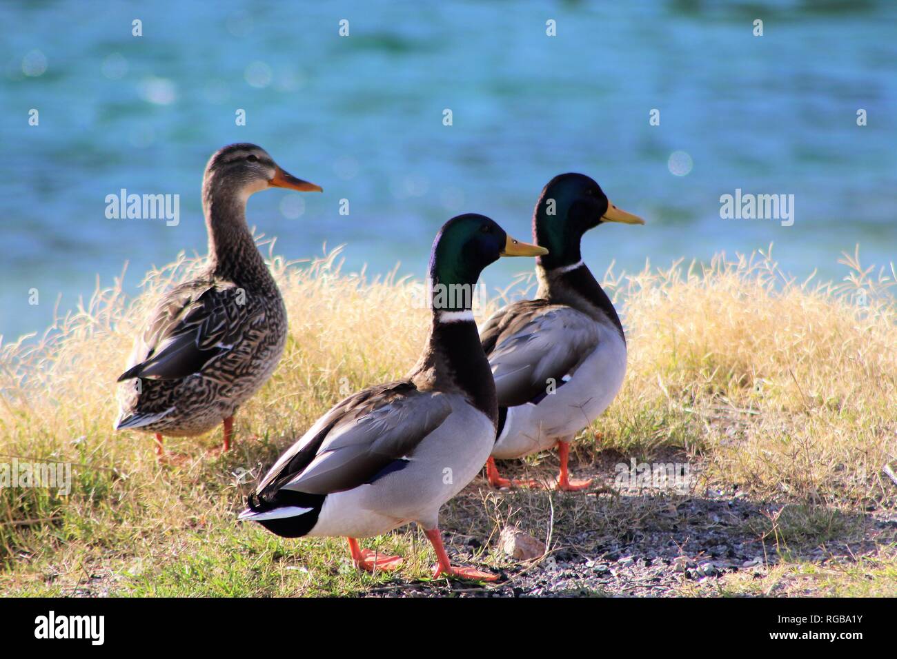 Ducks at the Colorado River, Ducks in the desert Stock Photo - Alamy