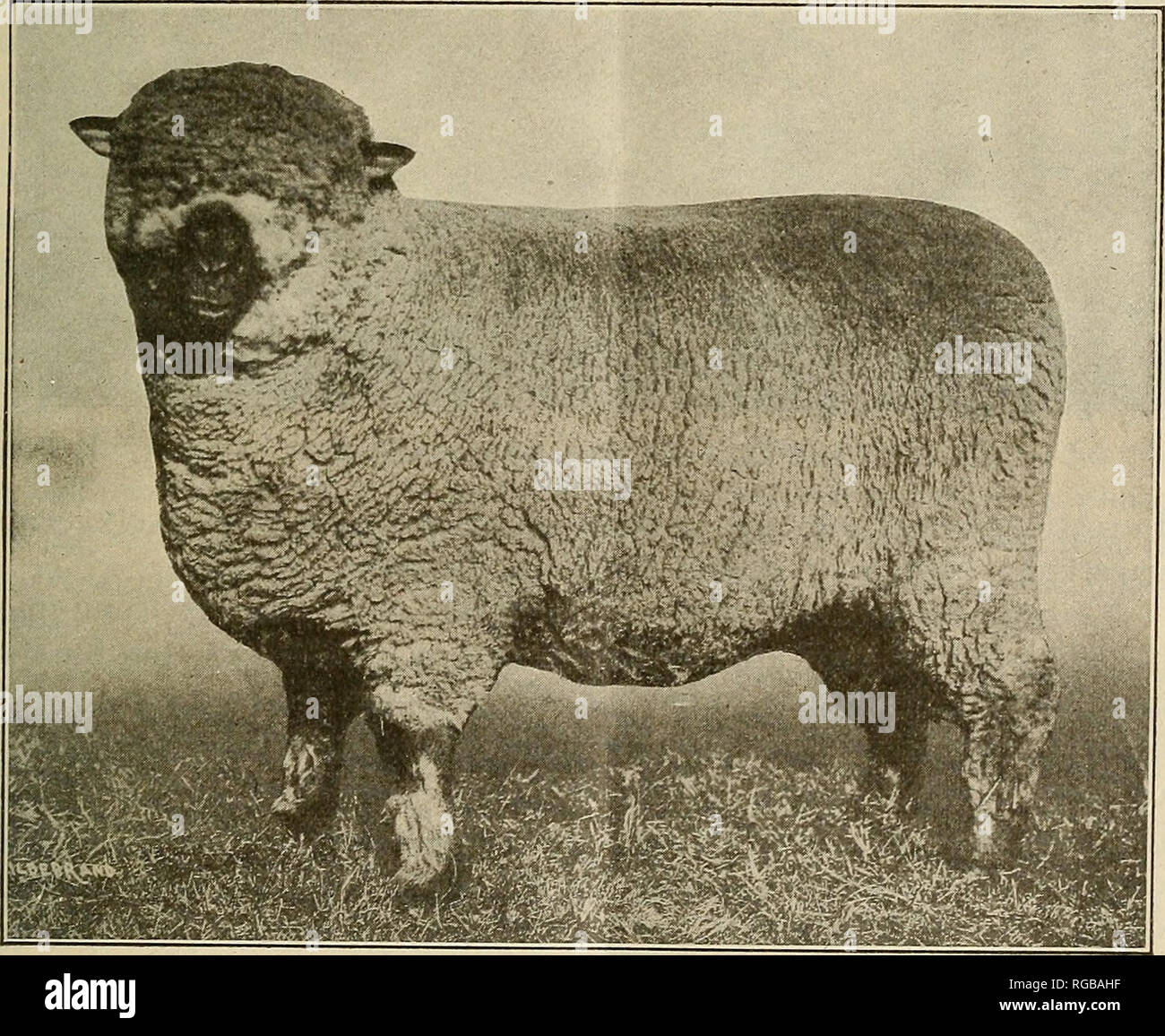 Rambouillet sheep hi-res stock photography and images - Alamy