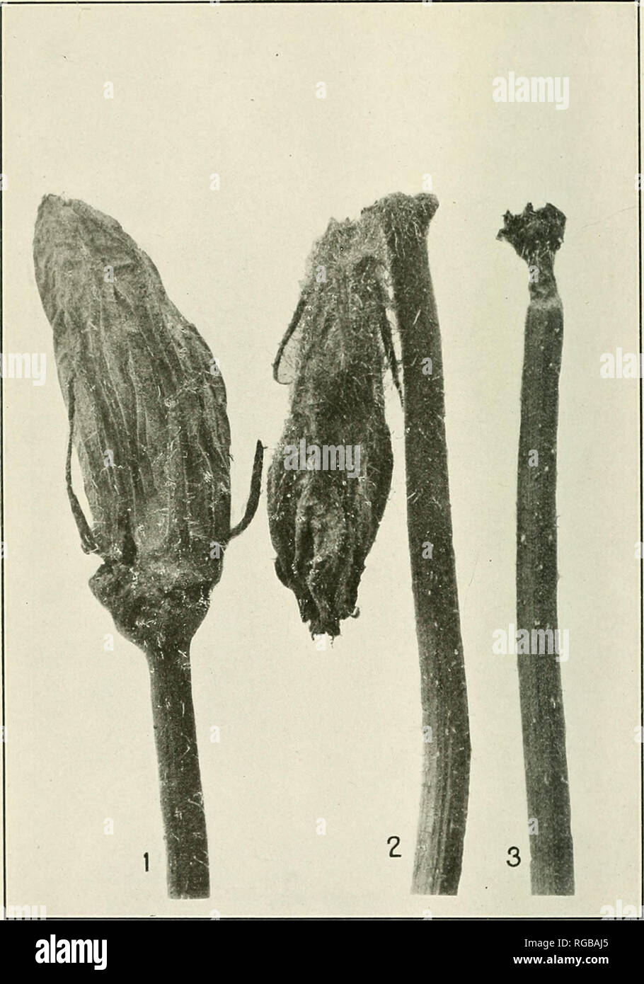 Shown in various stages of bloom hi-res stock photography and images ...