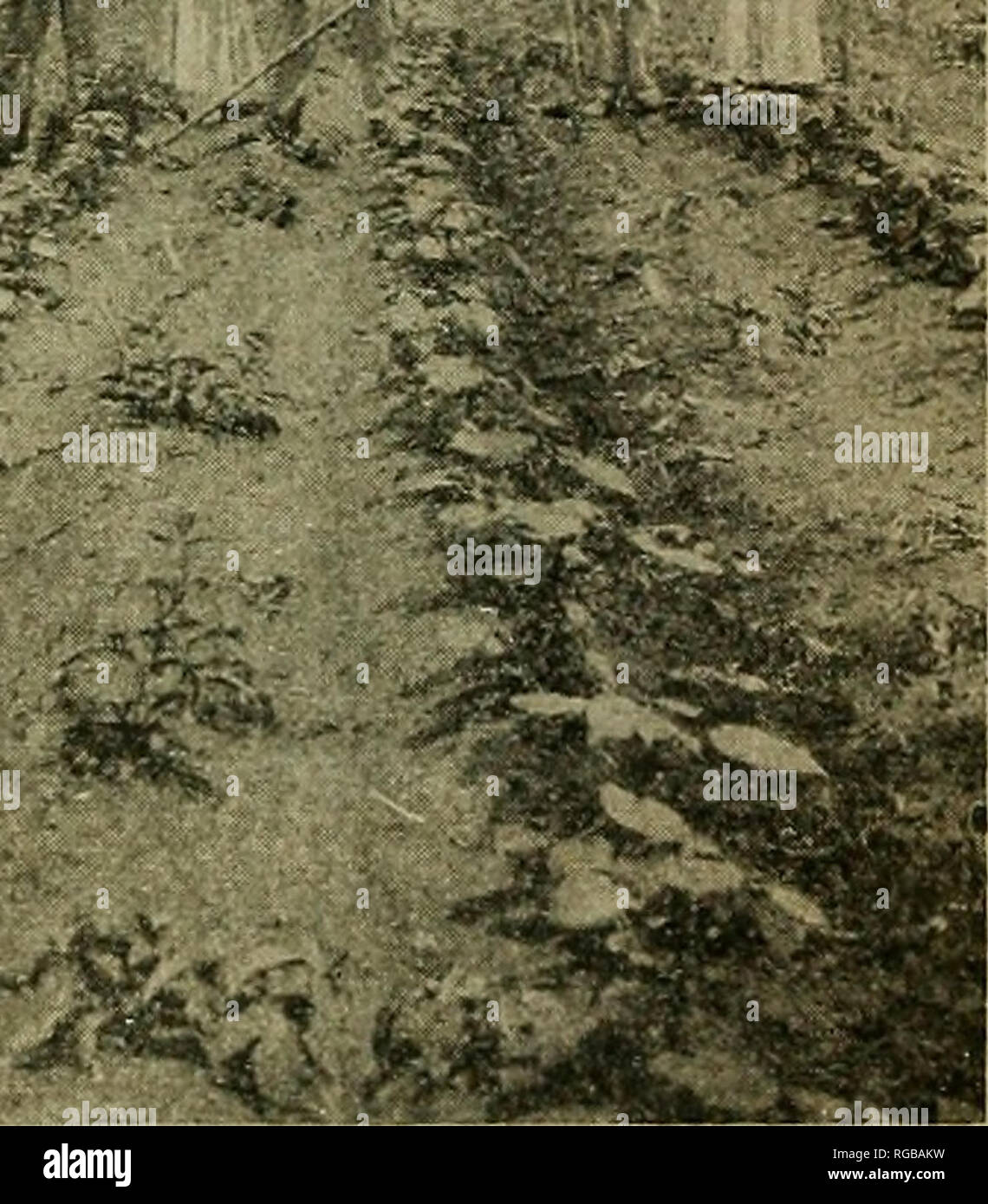 Chopping cotton hi-res stock photography and images - Alamy