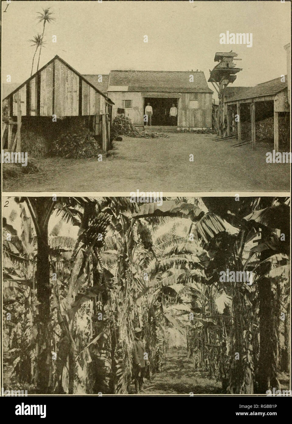 Banana packing house hi-res stock photography and images - Alamy