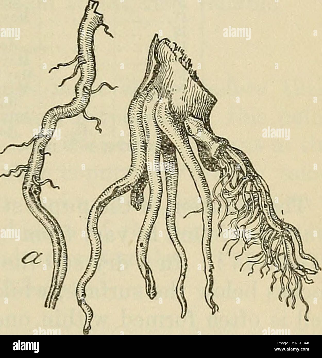 Root feeding beetle hi-res stock photography and images - Alamy