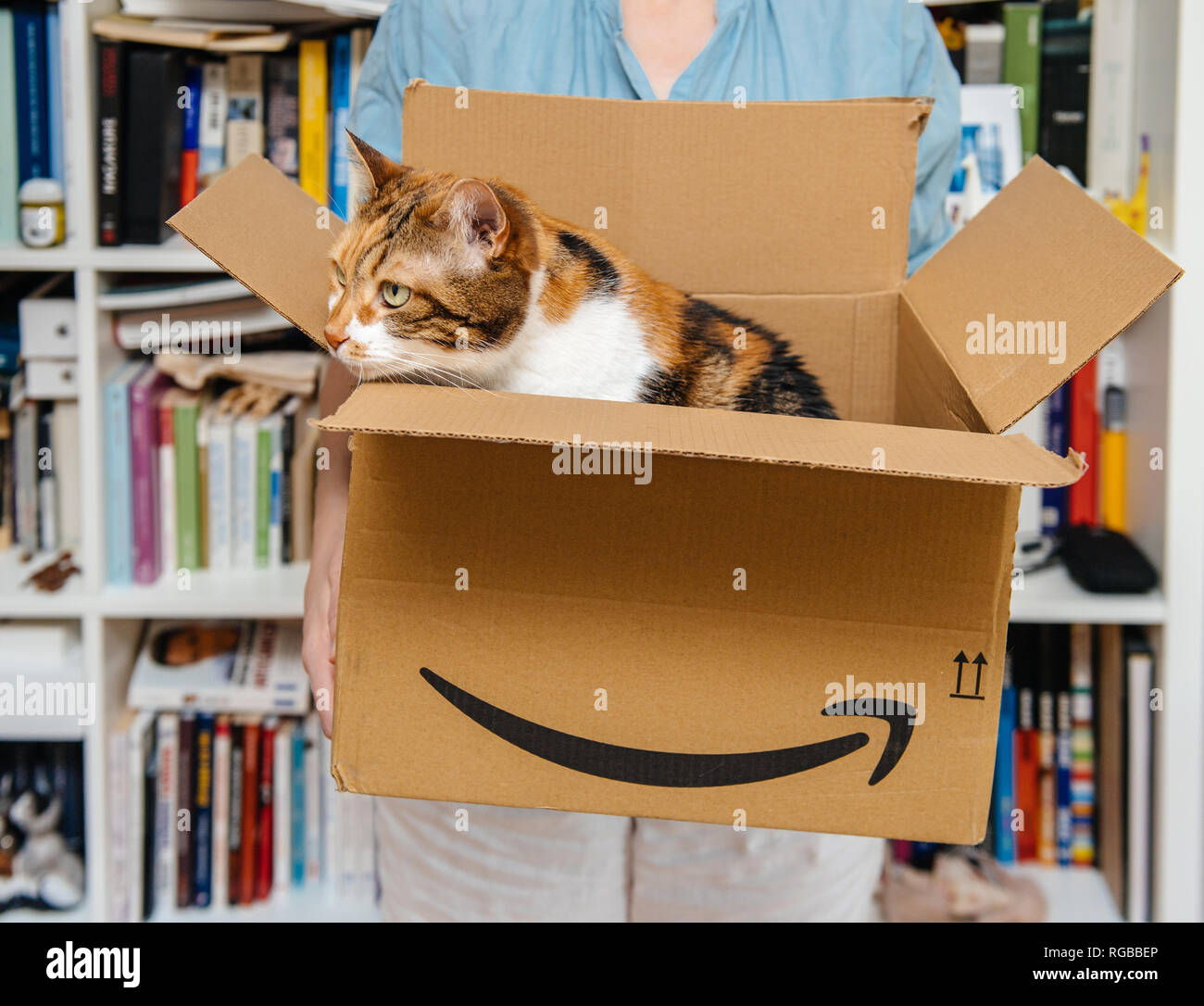 Amazon box cat hi-res stock photography and images - Alamy