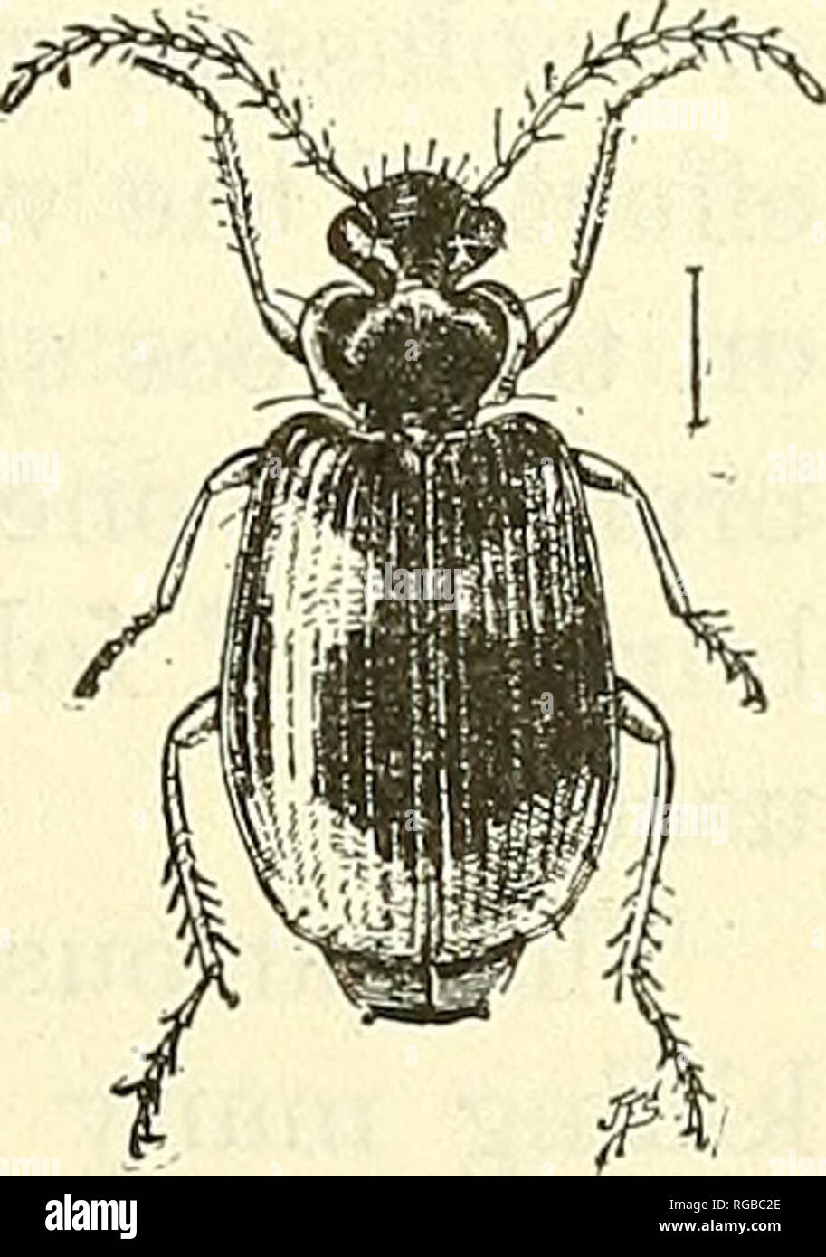 Black mold beetle hi-res stock photography and images - Alamy