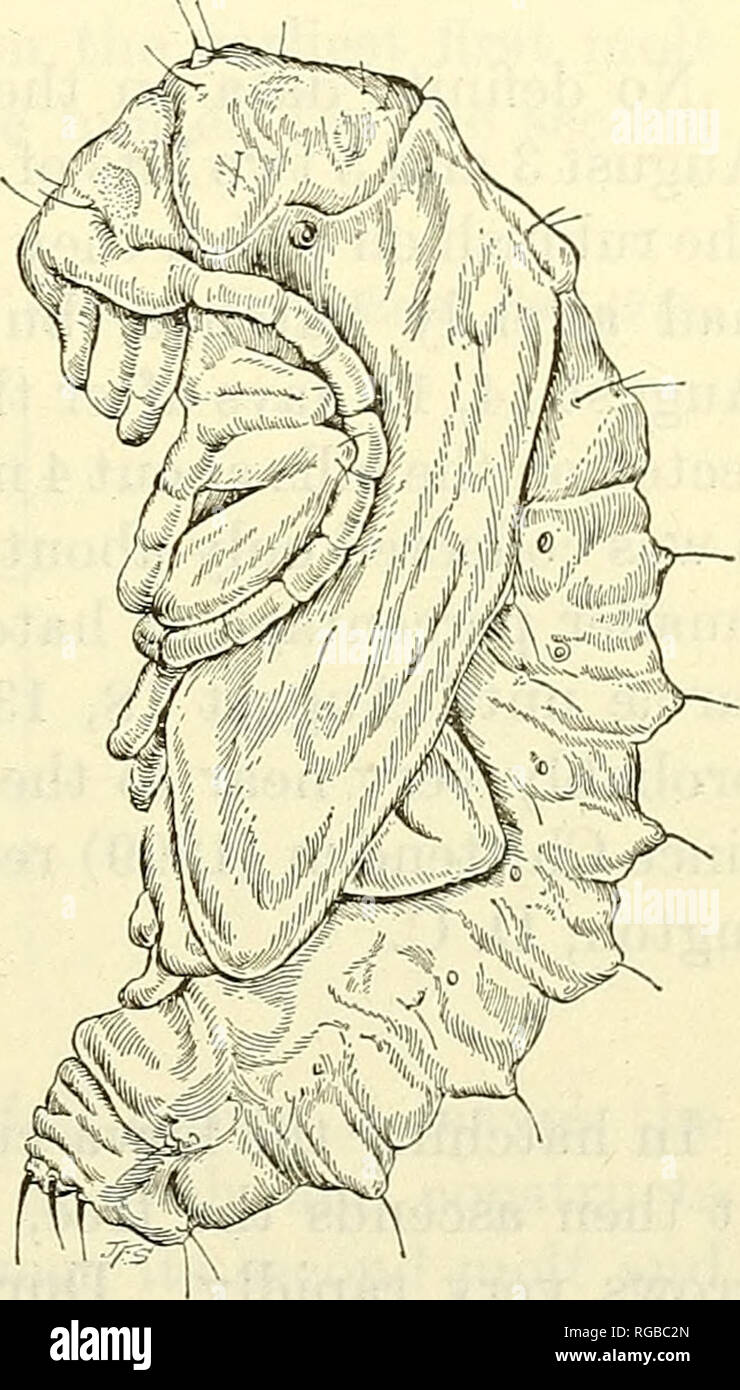 Black punctured leaf beetle hi-res stock photography and images - Alamy