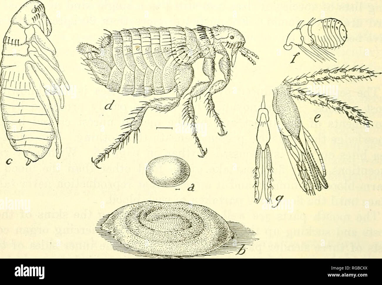 Buboes plague hi-res stock photography and images - Alamy