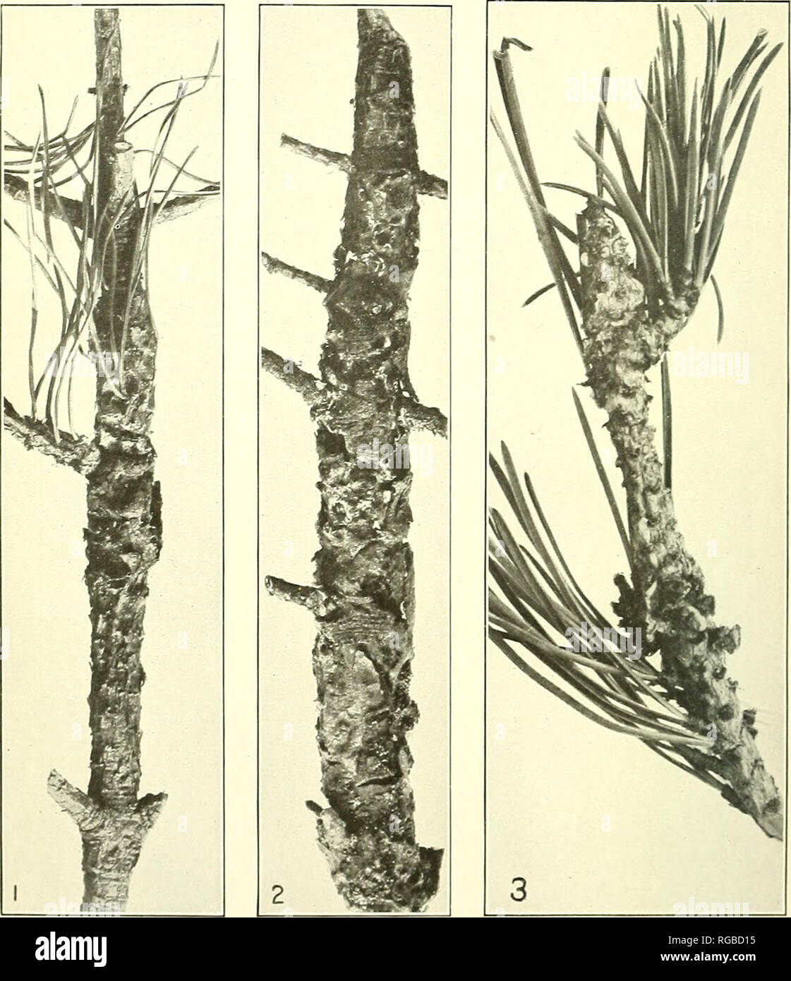 P contorta hi-res stock photography and images - Alamy