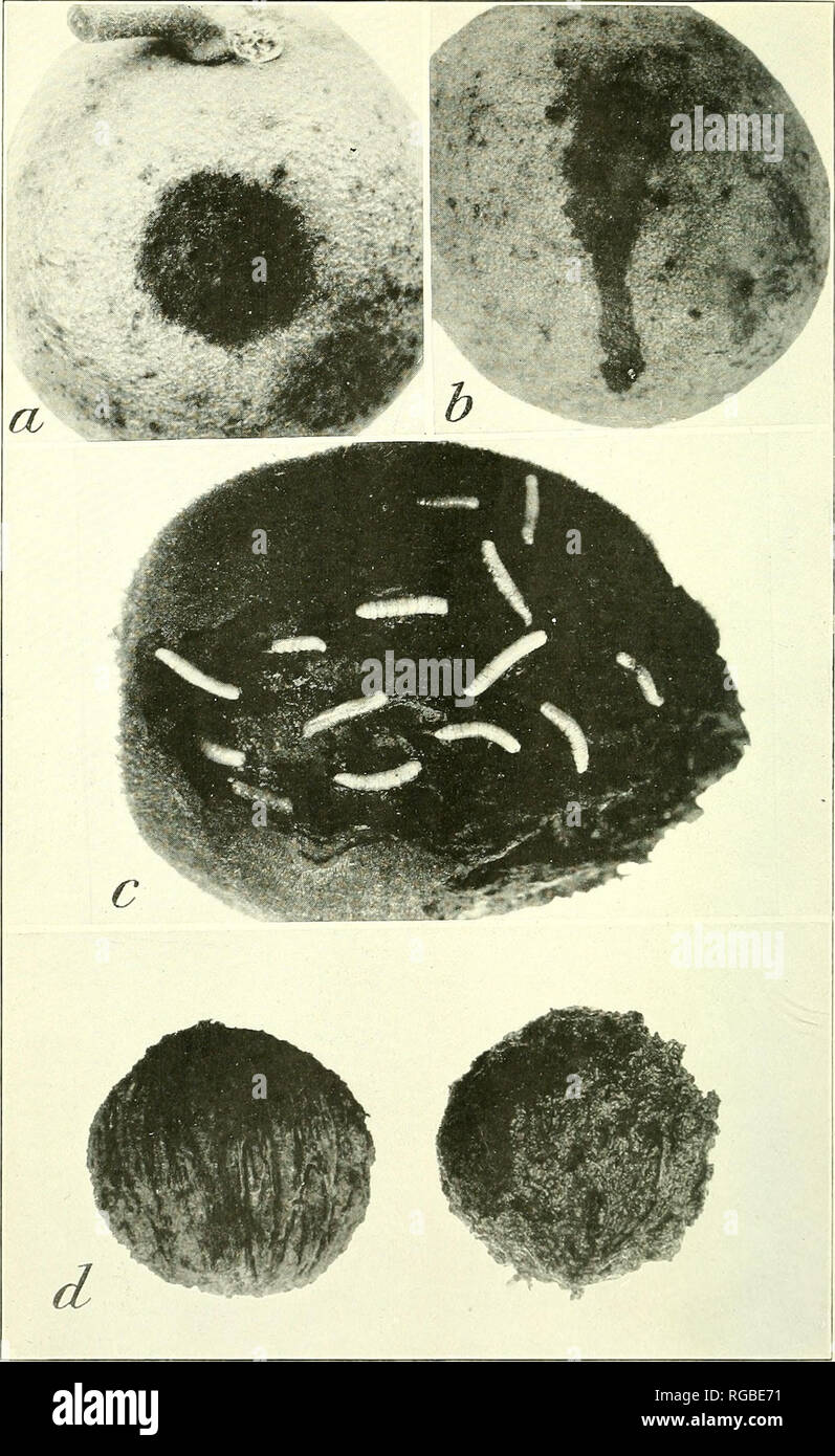 Left right maggot hi-res stock photography and images - Alamy
