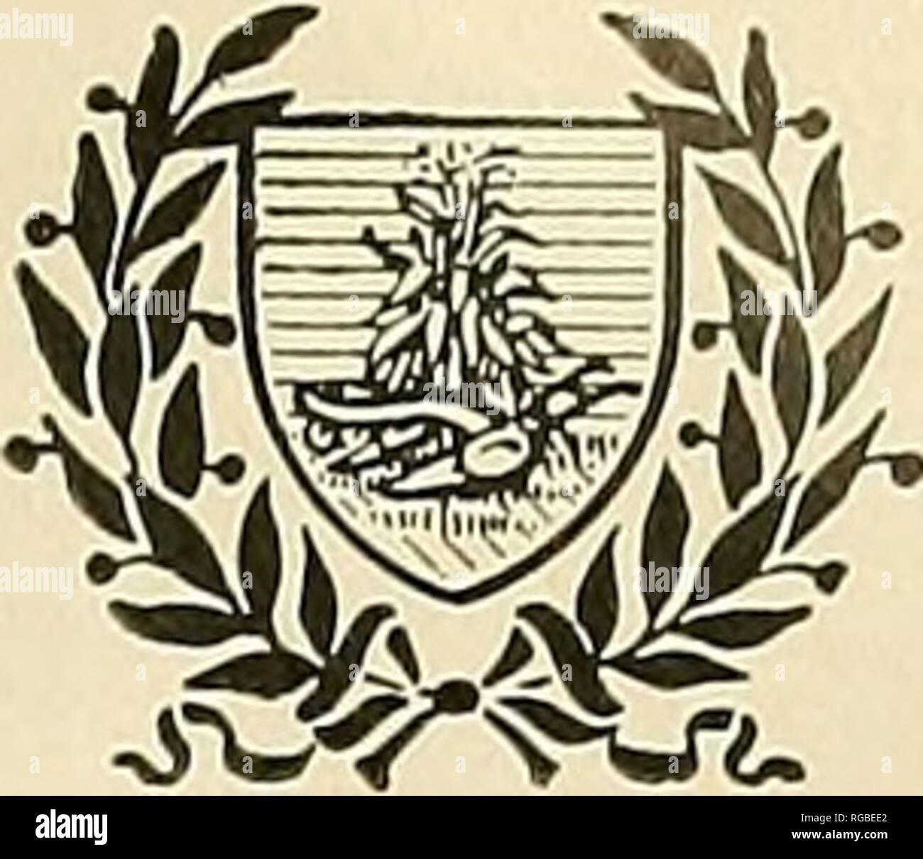 Kangaroo rat arizona hi-res stock photography and images - Alamy